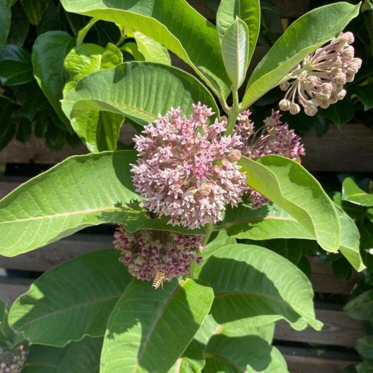 Asclepias sullivantii PRAIRIE MILKWEED, SULLIVANT'S MILKWEED – Ferri Seeds