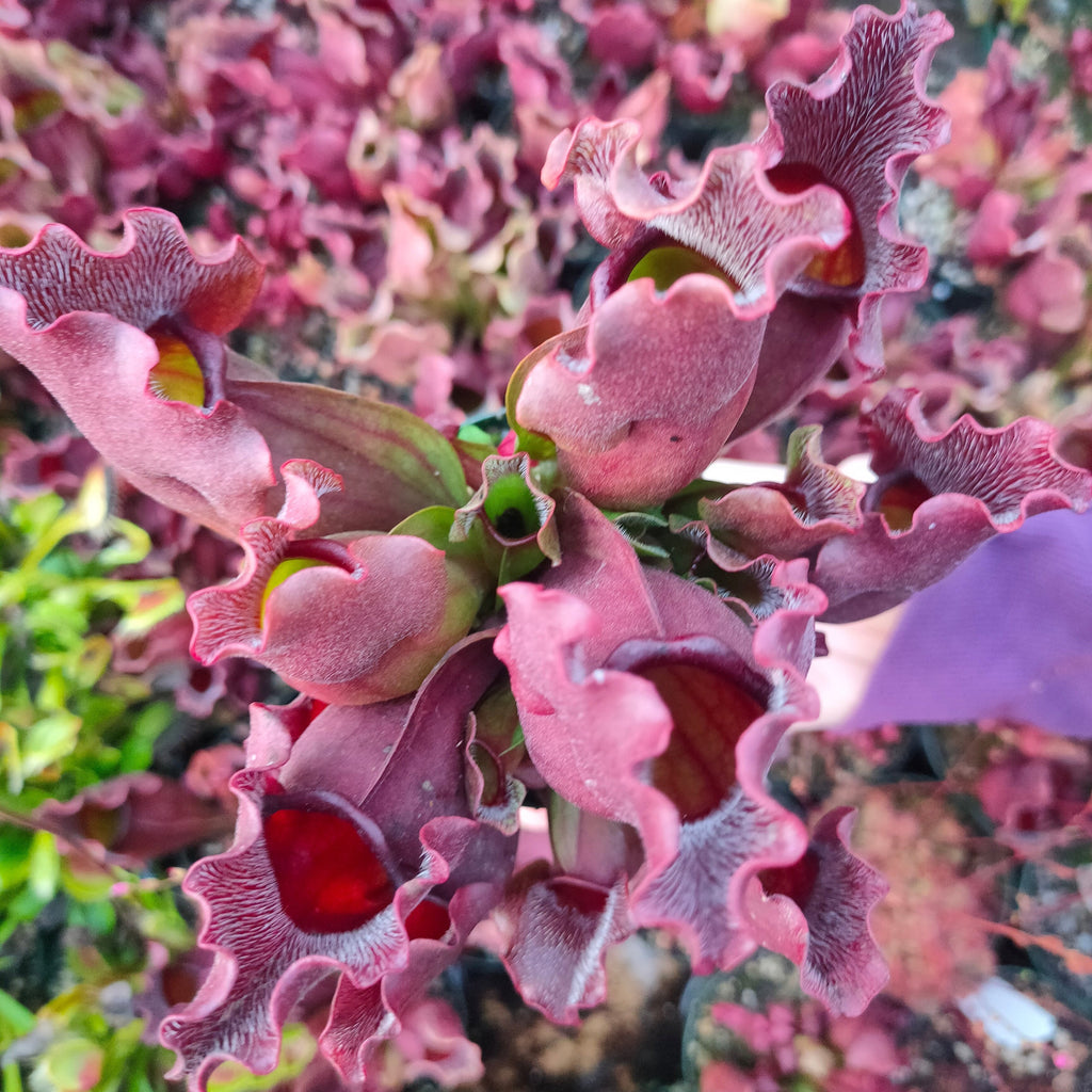 Sarracenia purpurea spp 'venosa' RED FORM PITCHER PLANT 'VENOSA' PLANT ...