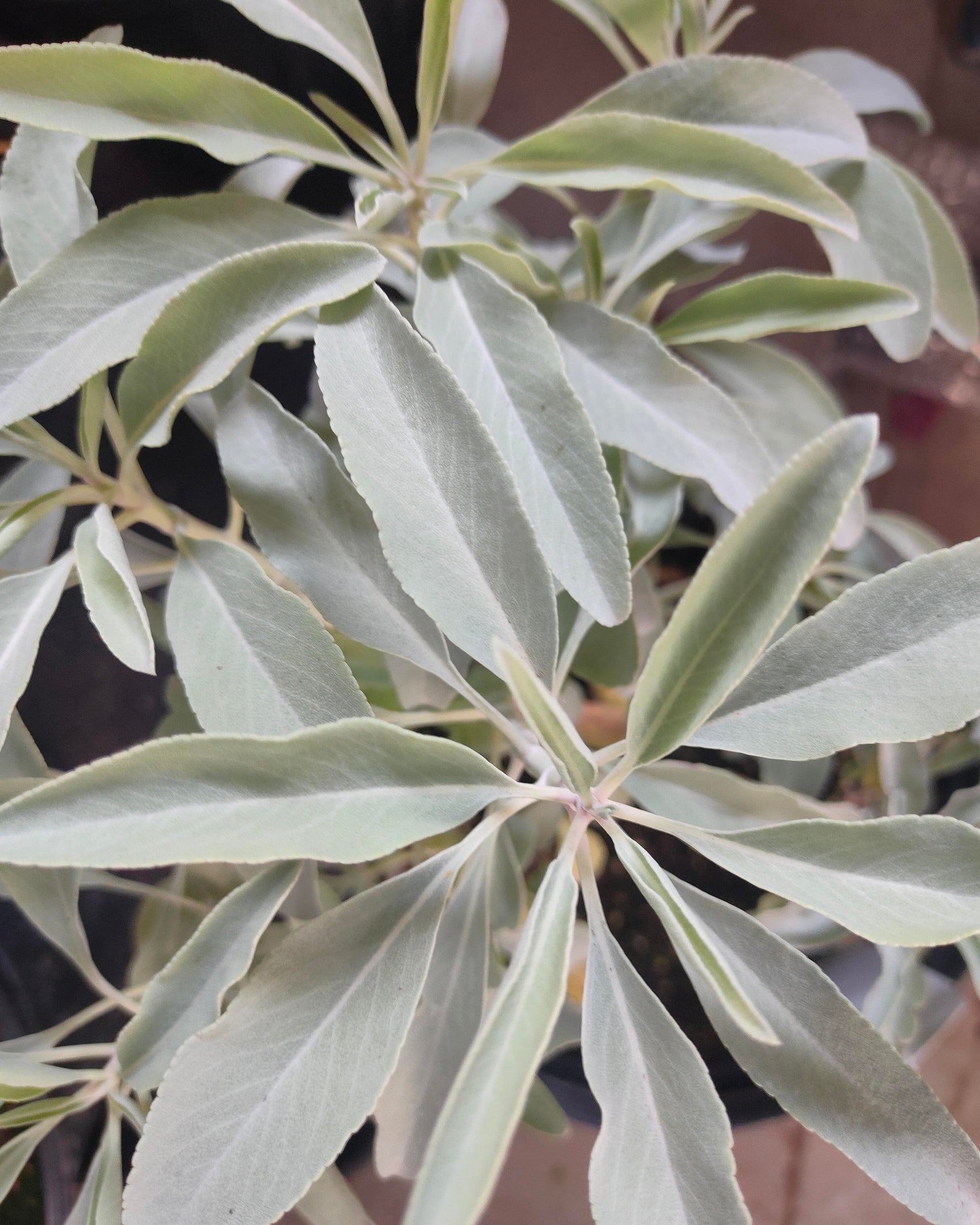 Buy Annual Plant Seeds – Ferri Seeds