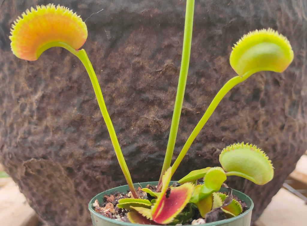 Dionaea muscipula VENUS FLYTRAP 'SHARK TEETH' OP – Ferri Seeds