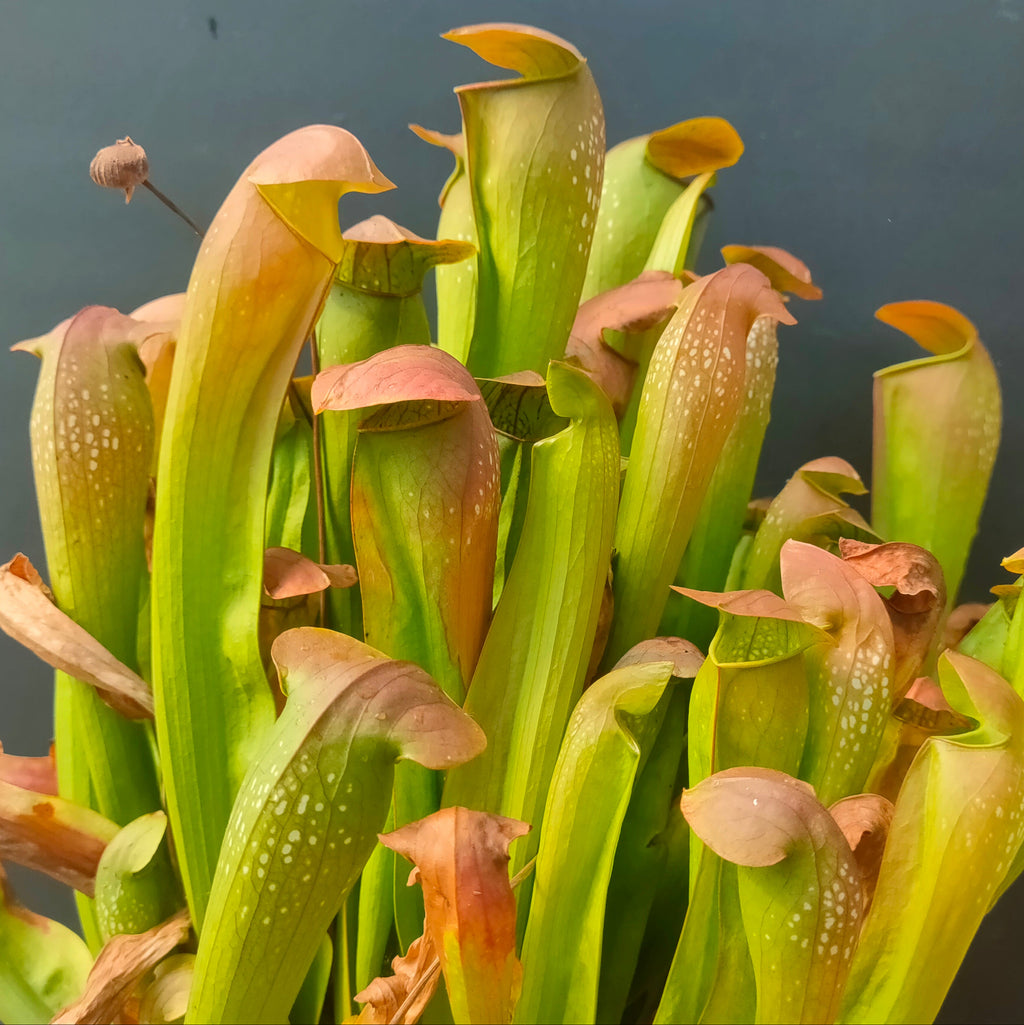 Sarracenia minor HOODED PITCHER PLANT – Ferri Seeds