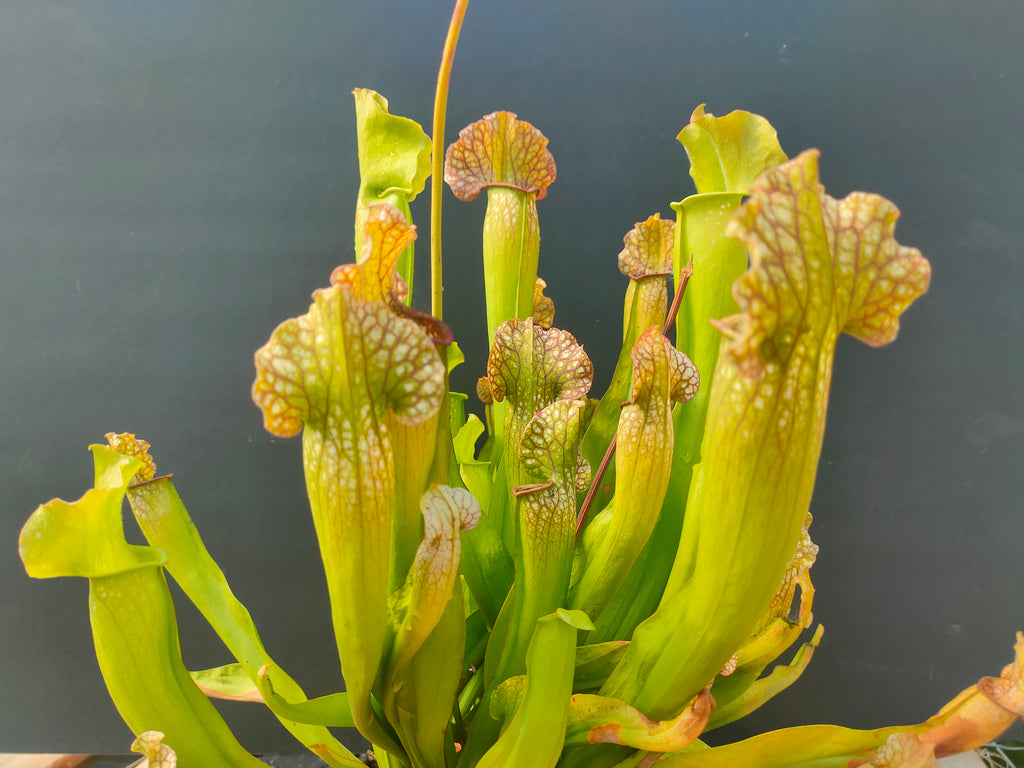 Sarracenia (rubra x purpurea) x OP 'BARBA GREEN' PITCHER PLANT – Ferri ...
