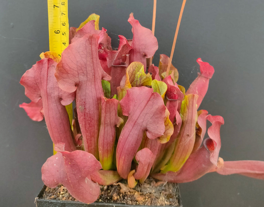 Sarracenia 'Maroon' Purpurea x Chelsonii PITCHER PLANT LIVE PLANT ...