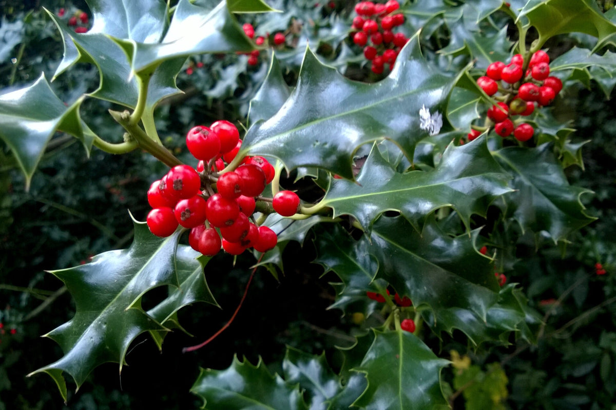 AMERICAN HOLLY Ilex opaca – Ferri Seeds
