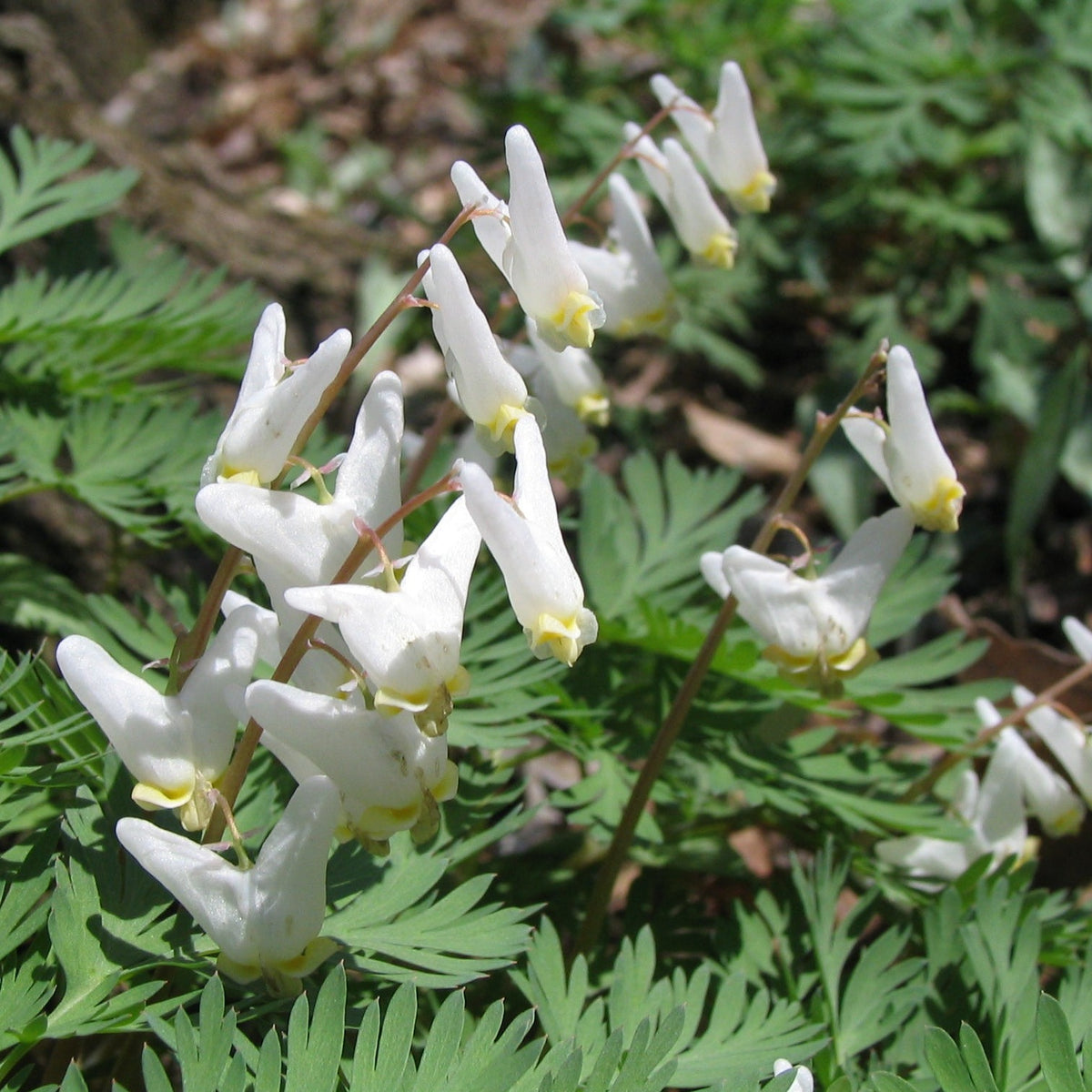 DUTCHMAN'S WHITE BLEEDING HEART Dicentra cucullaria – Ferri Seeds
