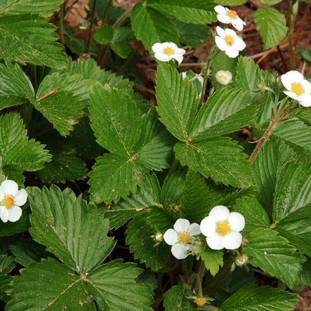 Fragaria virginiana VIRGINIA WILD STRAWBERRY – Ferri Seeds
