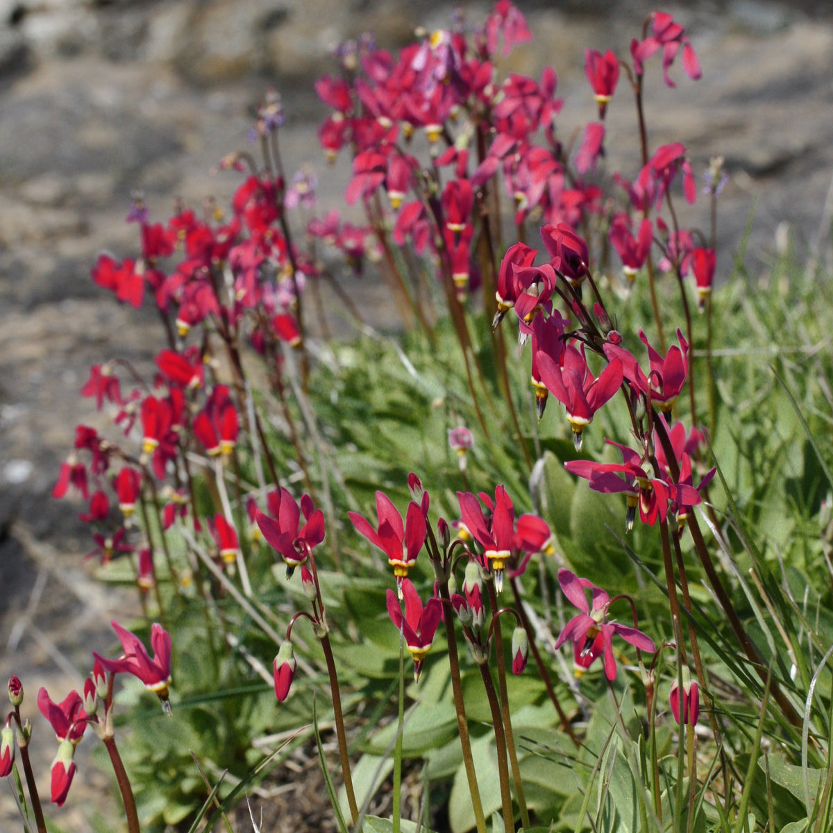 SHOOTING STAR 'RED WINGS' Dodecatheon pulchellum – Ferri Seeds