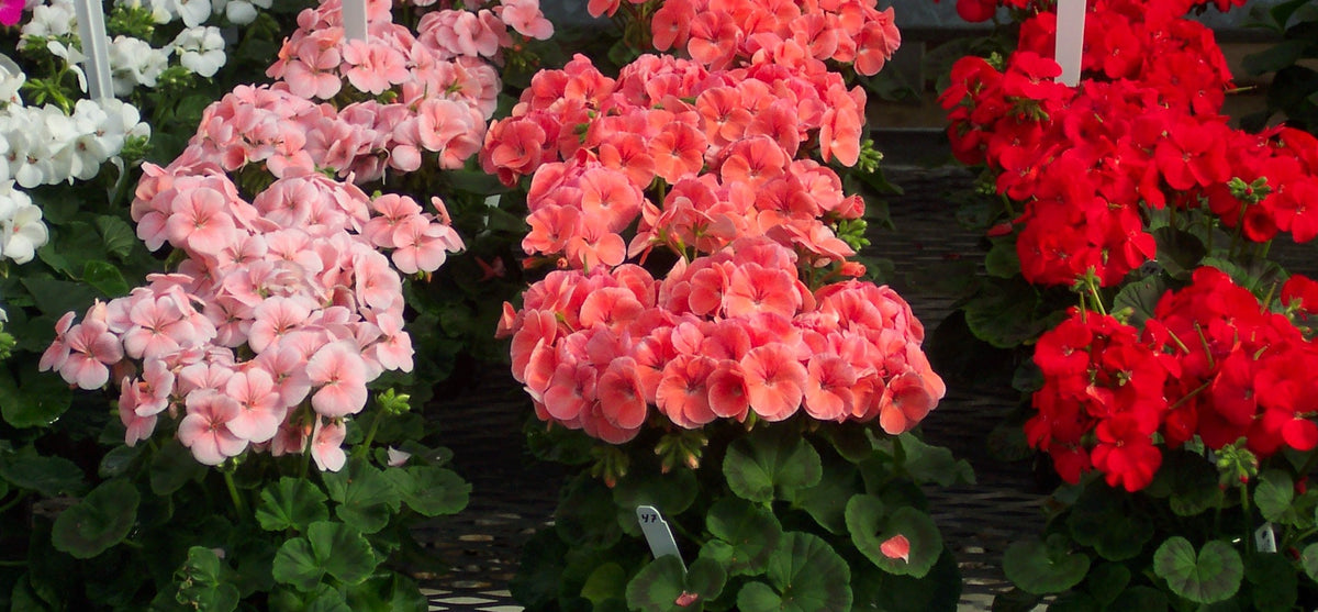 GERANIUM ZONAL MIX Pelargonium – Ferri Seeds