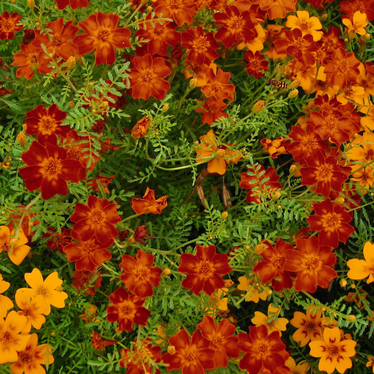 MARIGOLD MINI SIGNET 'RED GEM' Tagetes tenuifolia signet – Ferri Seeds