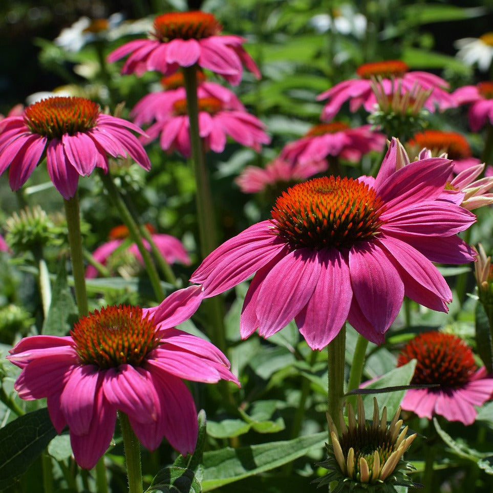 Echinacea purpurea CONEFLOWER 'MAGNUS' – Ferri Seeds