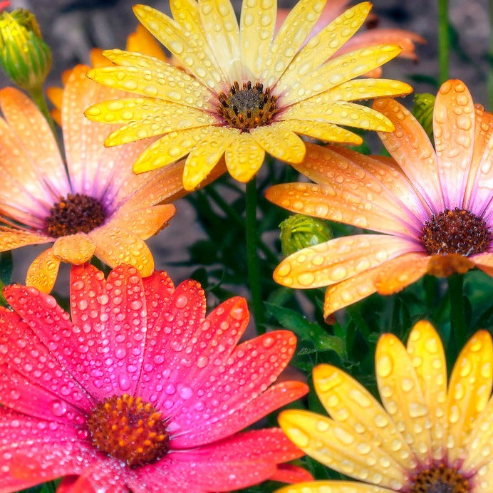 Osteospermum ecklonis AFRICAN DAISY MIX – Ferri Seeds