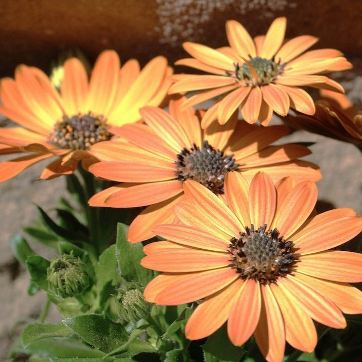 Dimorphotheca sinuata AFRICAN DAISY SALMON – Ferri Seeds