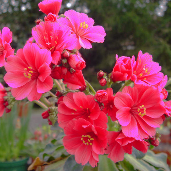 Lewesia cotyledon LEWISIA 'RUBY RED' – Ferri Seeds