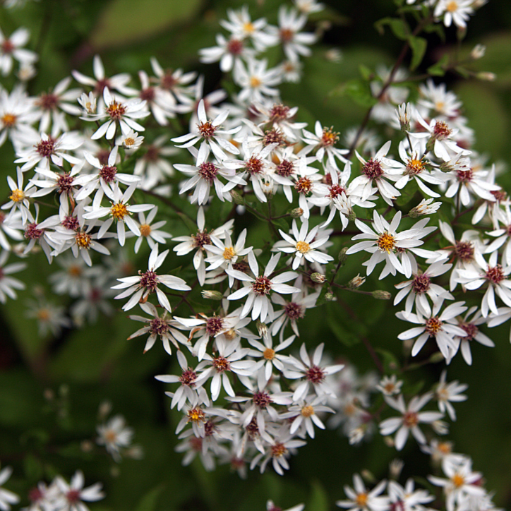 Aster divaricatus, Eurybia divaricata ASTER WHITE WOOD – Ferri Seeds