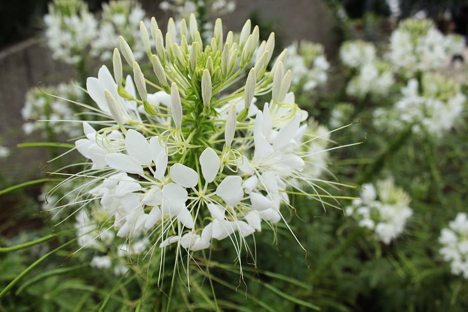 WHITE SPIDER FLOWER Cleome – Ferri Seeds