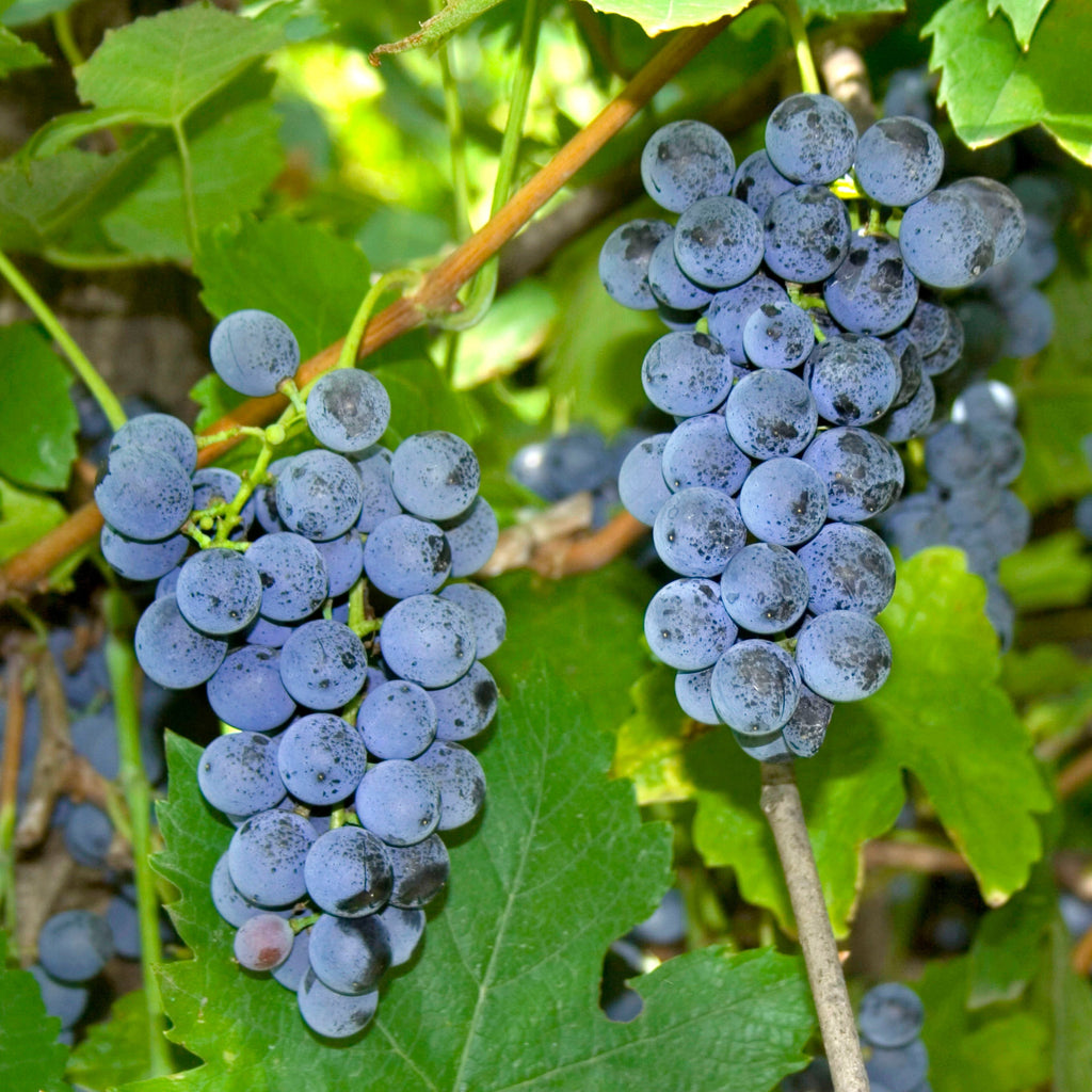 Vitis labrusca CONCORD GRAPE SEEDS – Ferri Seeds