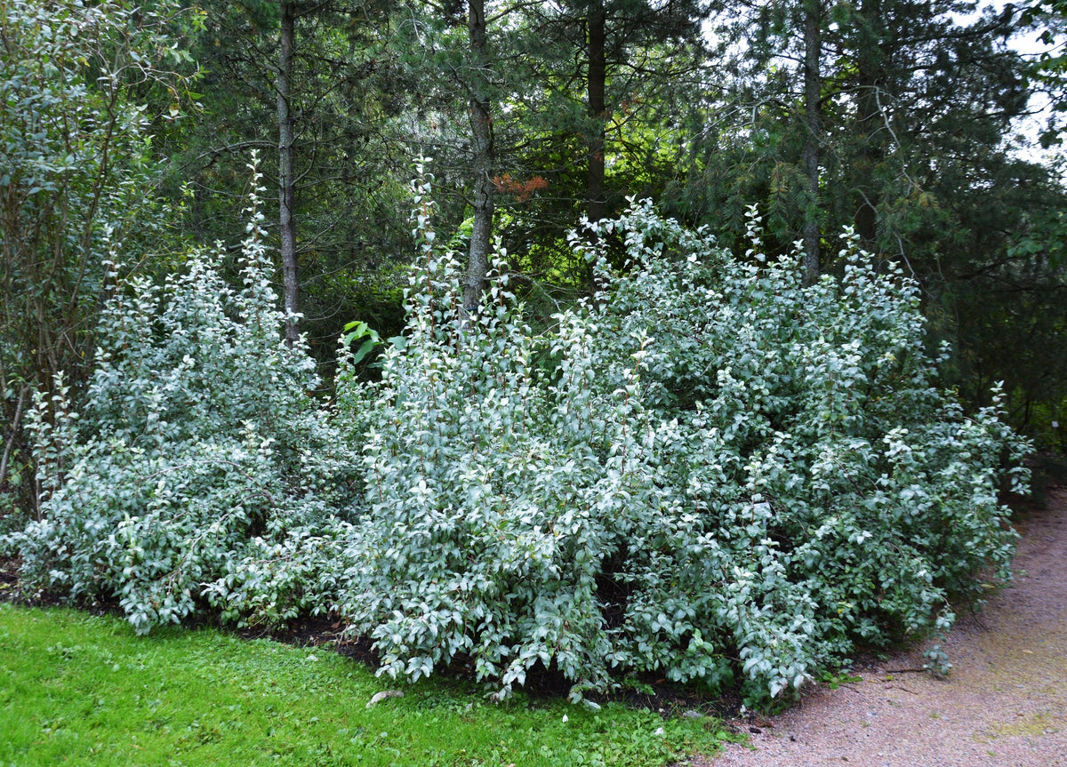 AMERICAN SILVERBERRY Elaeagnus commutata – Ferri Seeds