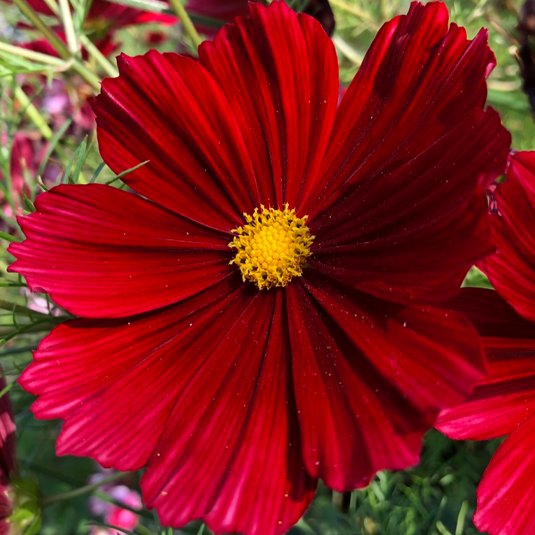 Cosmos bipinnatus RUBENZA RED COSMOS – Ferri Seeds