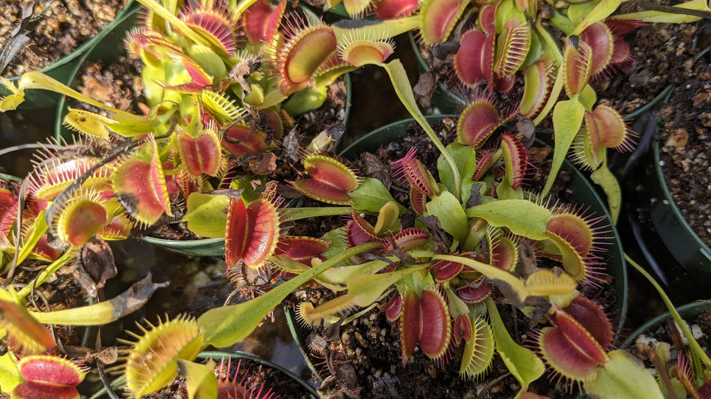 Dionaea muscipula CLUMP OF FLYTRAPS LIVE PLANTS – Ferri Seeds