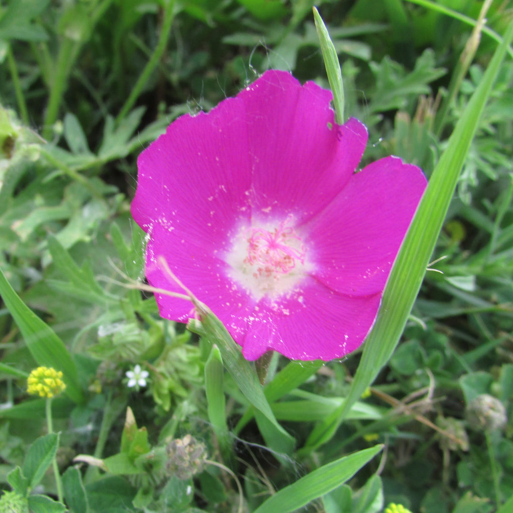 Callirhoe bushii BUSH'S POPPY MALLOW – Ferri Seeds