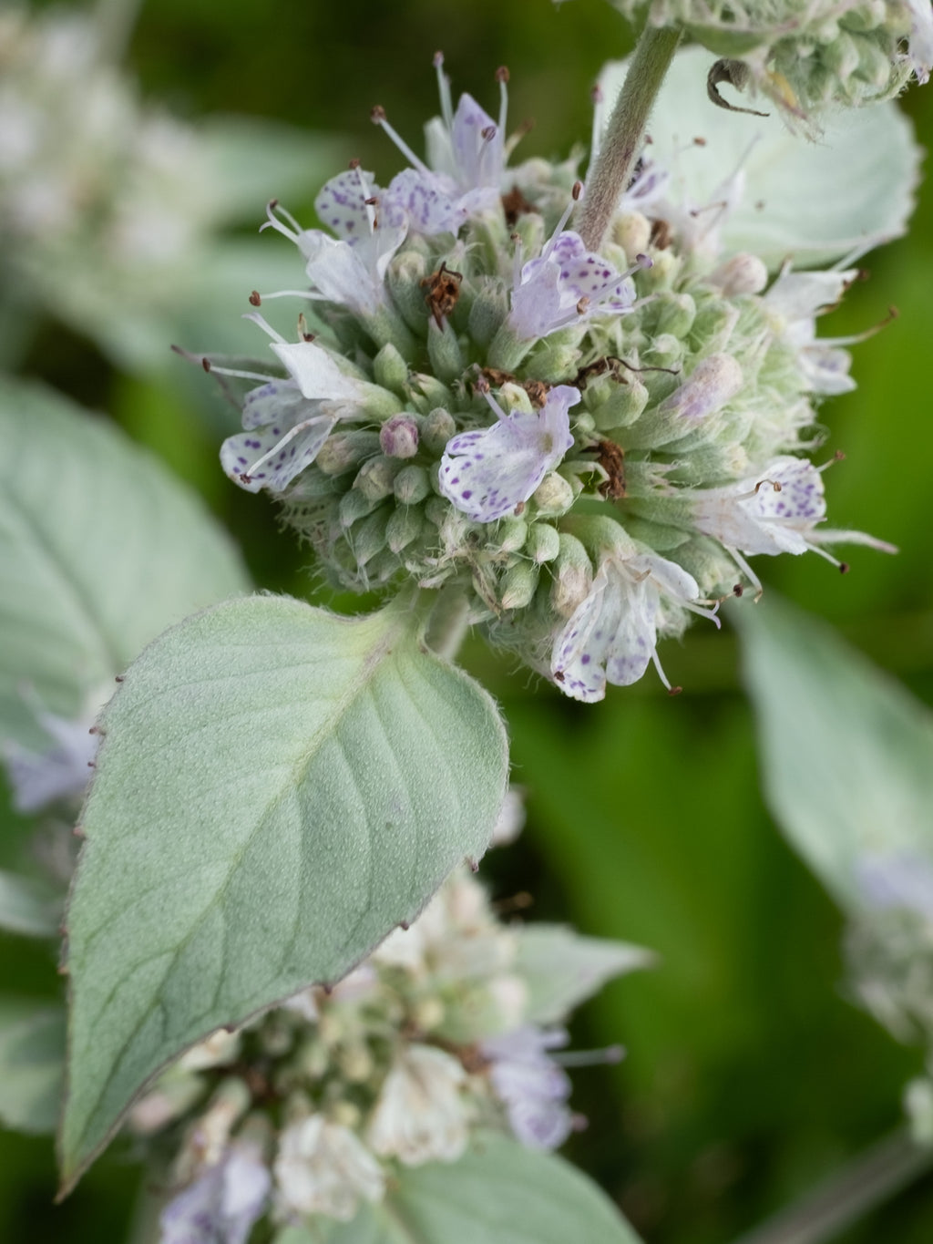 Pycnanthemum incarnum SILVERLEAF MOUNTAIN MINT, HOARY BASIL – Ferri Seeds