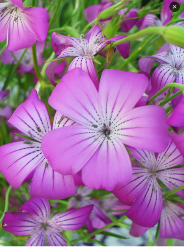 AGROSTEMMA ROSEA PINK Githago milas rosea – Ferri Seeds