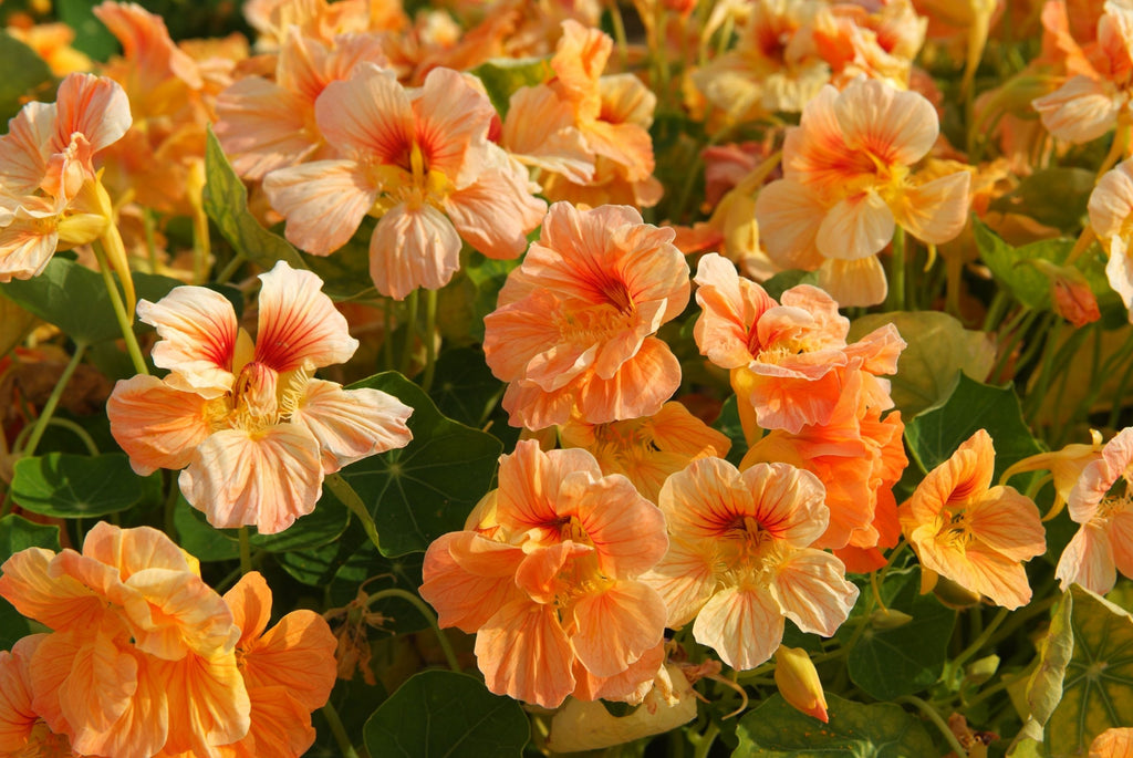 Tropaeolum minus NASTURTIUM TIP TOP APRICOT – Ferri Seeds