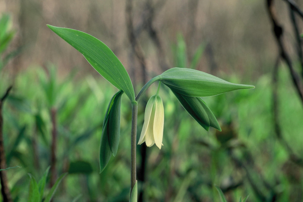 Uvularia sessilifolia SESSILE-LEAF BELLWORT – Ferri Seeds