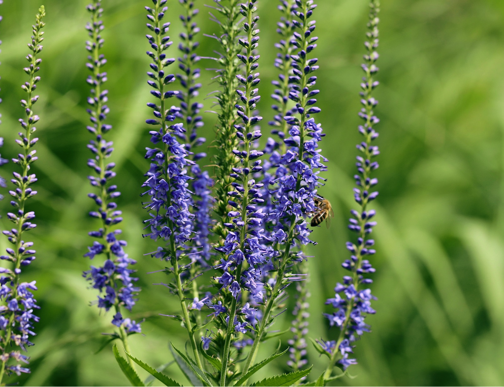 Veronica spicata TALL BLUE SPIKED SPEEDWELL – Ferri Seeds