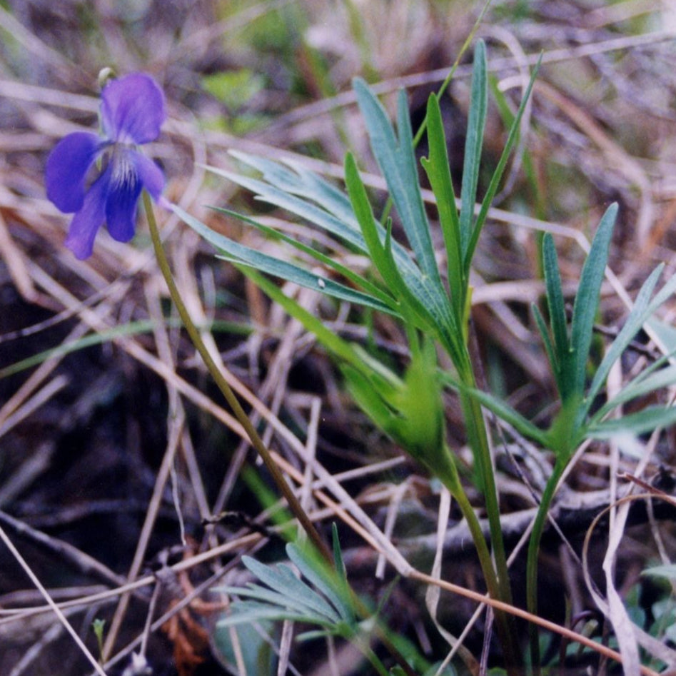 Viola pedatifida PRAIRIE VIOLET – Ferri Seeds