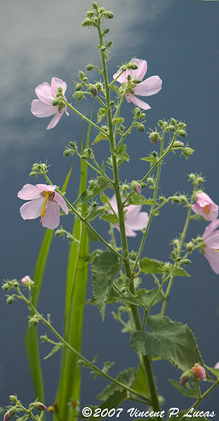 Kosteletzkya virginica VIRGINIA SEASHORE MALLOW, SALTMARSH MALLOW ...