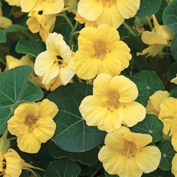 Tropaeolum minus NASTURTIUM BABY YELLOW – Ferri Seeds