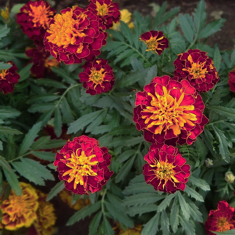 Tagetes patula MARIGOLD SUPER HERO SPRY – Ferri Seeds