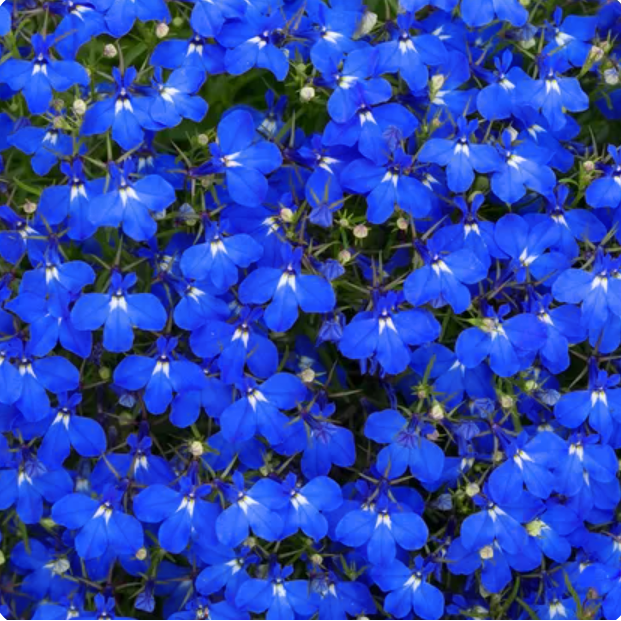 TRAILING LOBELIA 'MARINE BLUE' Lobelia erinus pendula – Ferri Seeds
