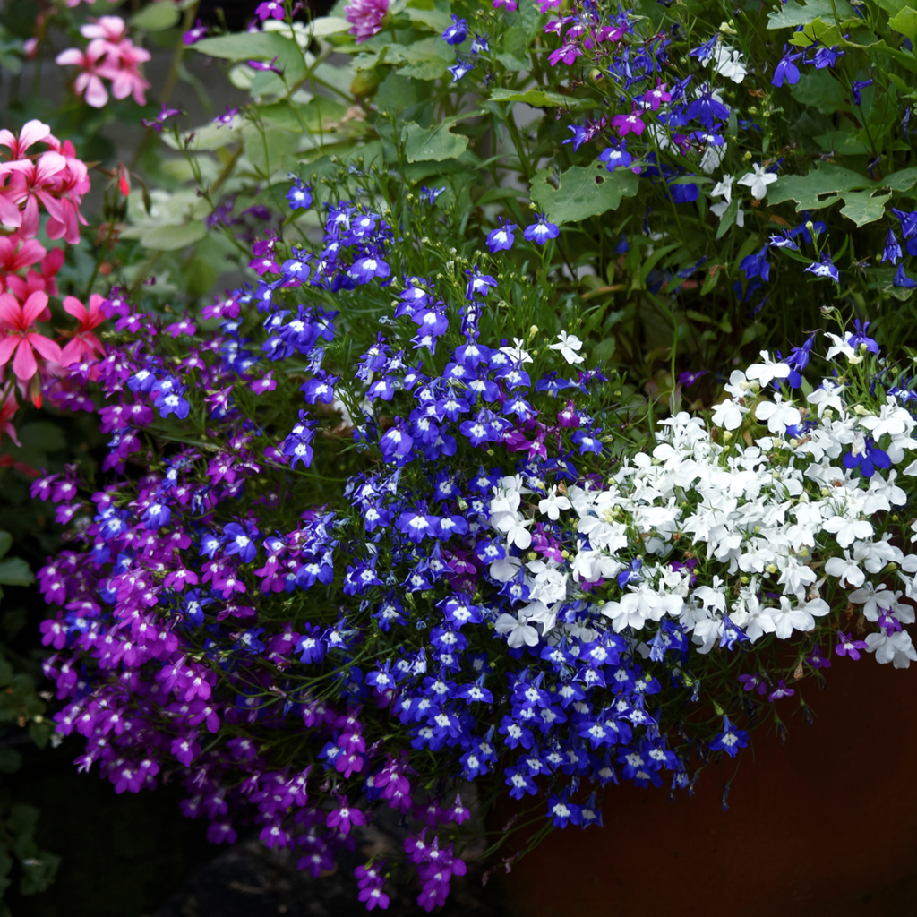 Lobelia erinus pendula TRAILING LOBELIA MIX – Ferri Seeds