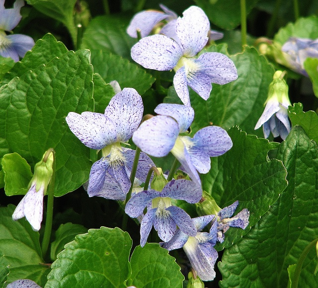 Viola sororis VIOLET 'FRECKLES' – Ferri Seeds