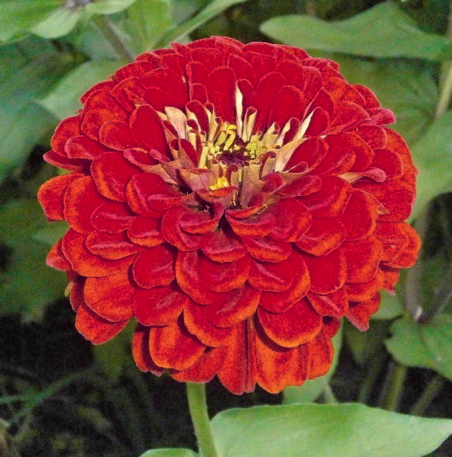 Zinnia elegans GIANT RED ZINNIA 'SCARLET FLAME' – Ferri Seeds
