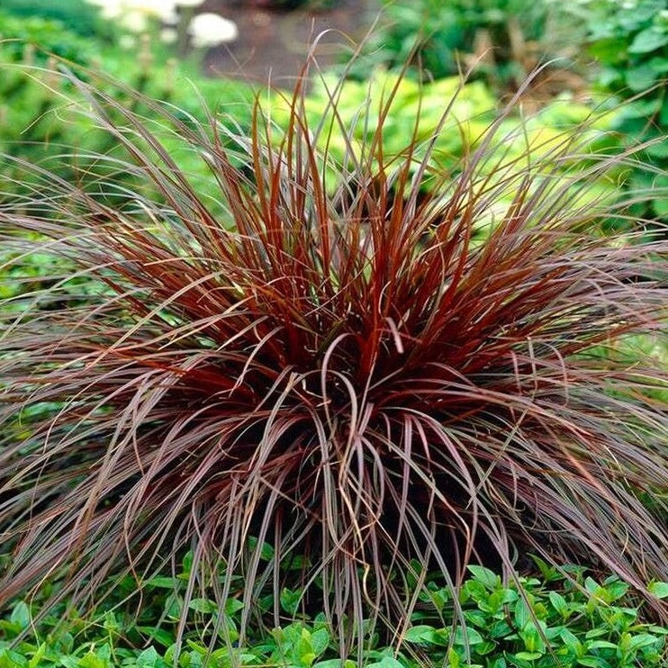Uncinia uncinata rubra FIREDANCE GRASS, EVERFLAME, ORANGE HOOK SEDGE ...