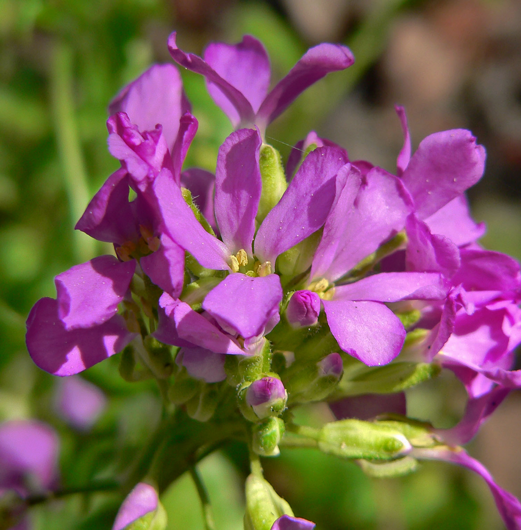 Arabis RED ROCK CRESS – Ferri Seeds