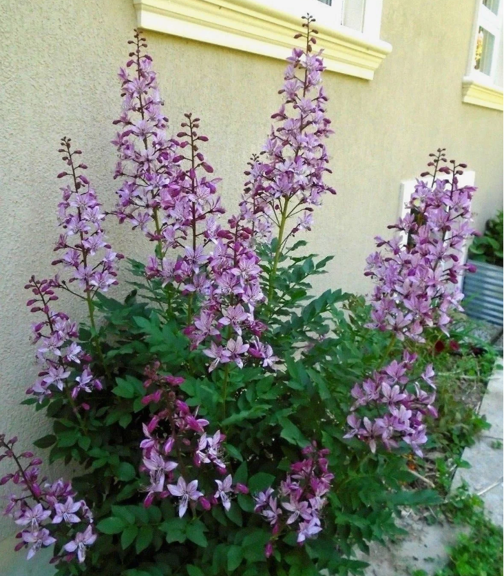 Dictamnus PINK GAS PLANT, BURNING BUSH – Ferri Seeds