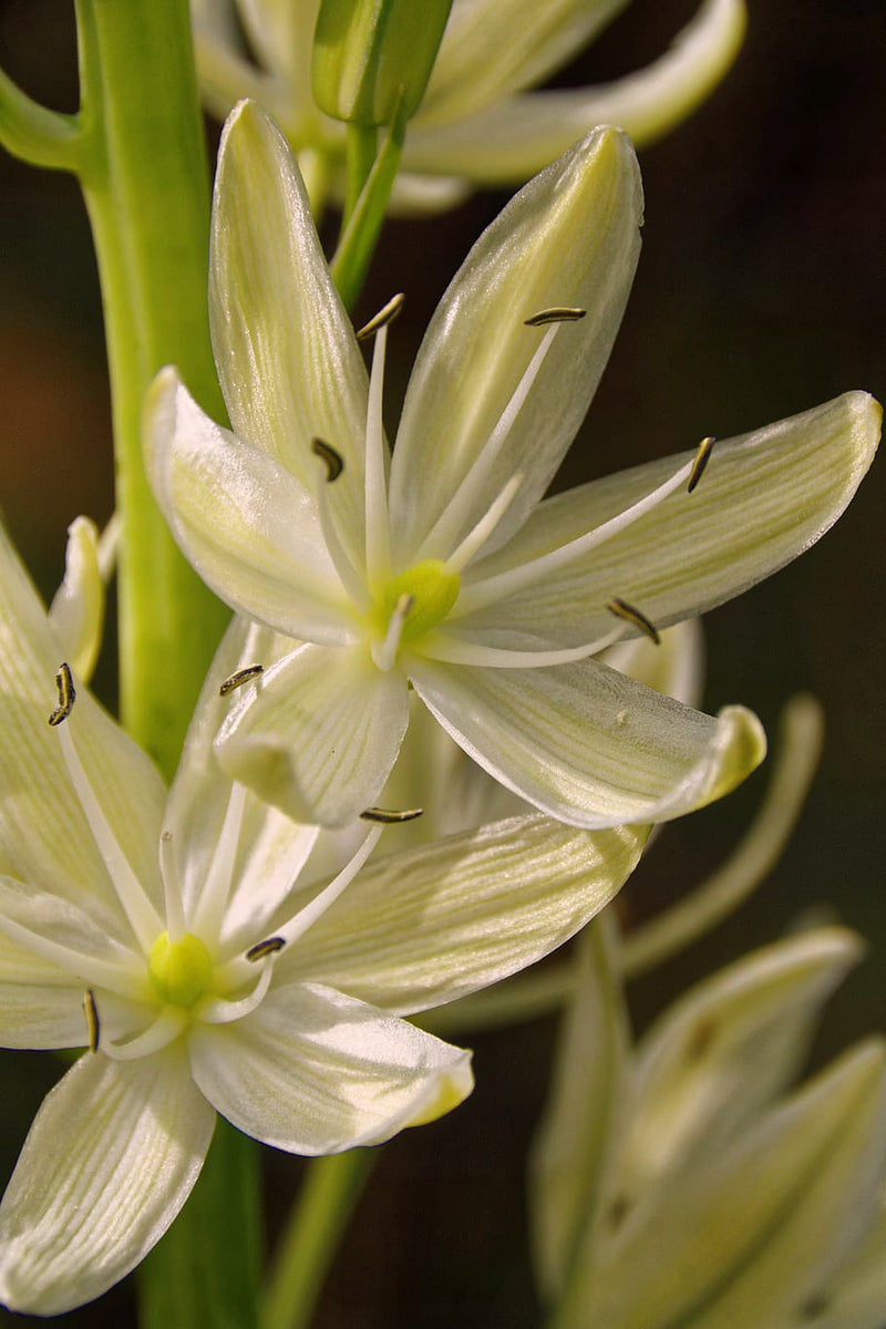 CREAM-WHITE CAMAS Camassia leichtlinii cream – Ferri Seeds