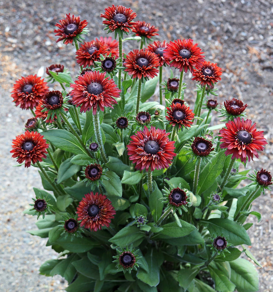 DOUBLE RUDBECKIA 'CHEROKEE SUNSET', CONEFLOWER, BLACK EYED SUSAN Hirta ...