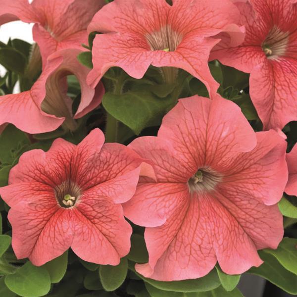 Petunia PETUNIA SUCCESS SALMON – Ferri Seeds