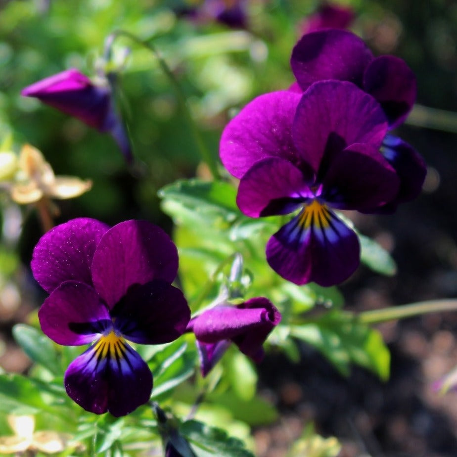 VIOLET 'KING HENRY' Viola cornuta – Ferri Seeds
