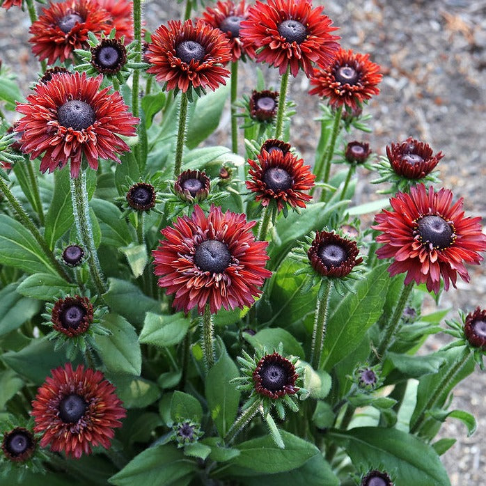 Rudbeckia hirta DOUBLE RUDBECKIA 'CHEROKEE SUNSET', CONEFLOWER, BLACK ...