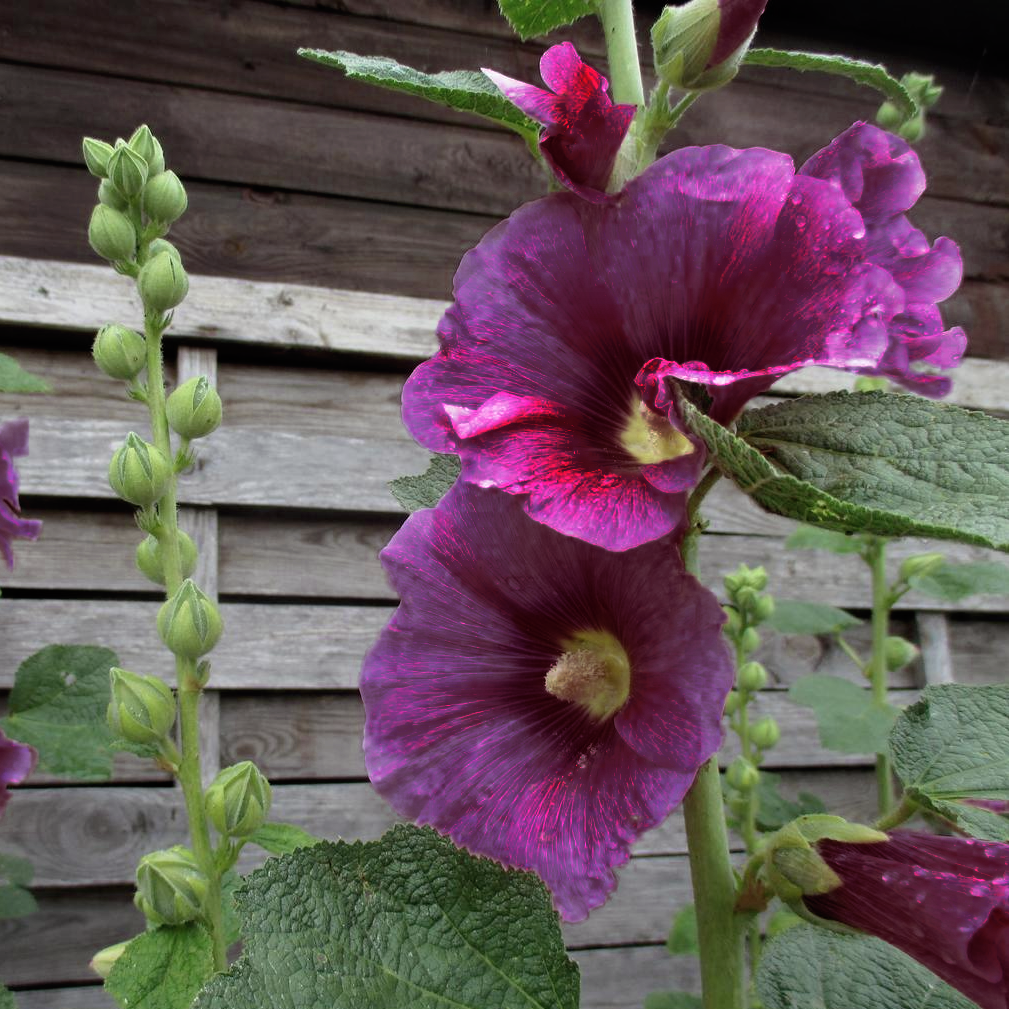 Alcea rosea PURPLE HOLLYHOCK – Ferri Seeds
