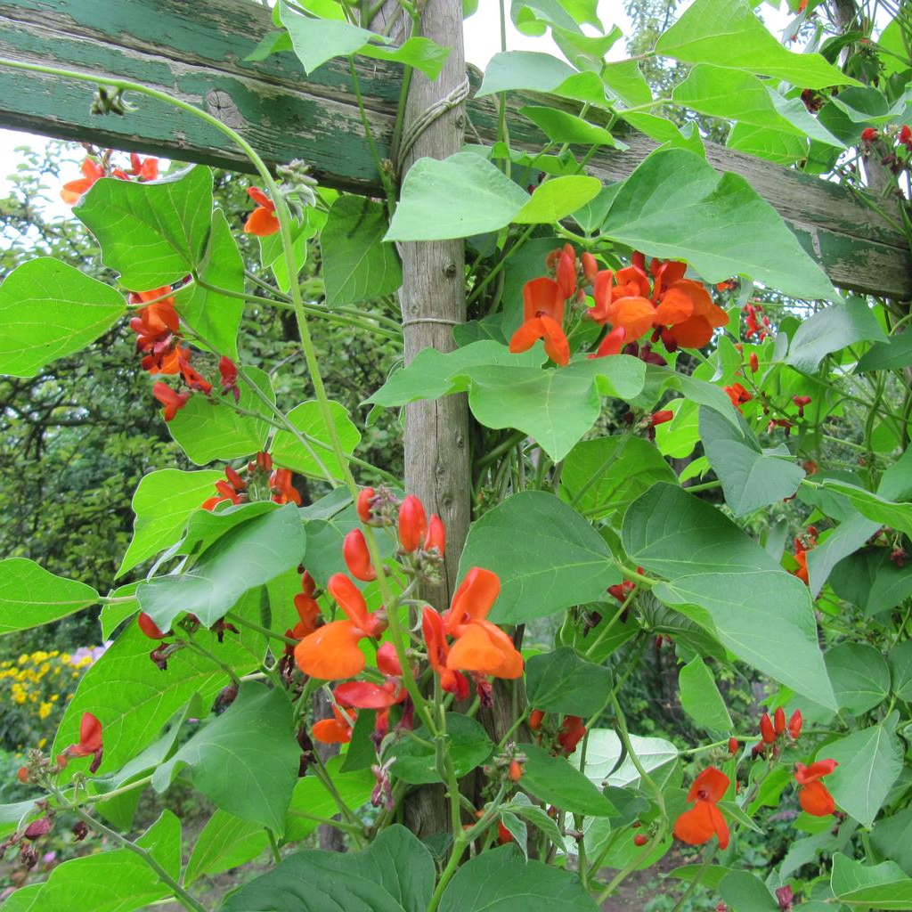 Phaseolus coccineus SCARLET RUNNER, POLE BEAN – Ferri Seeds
