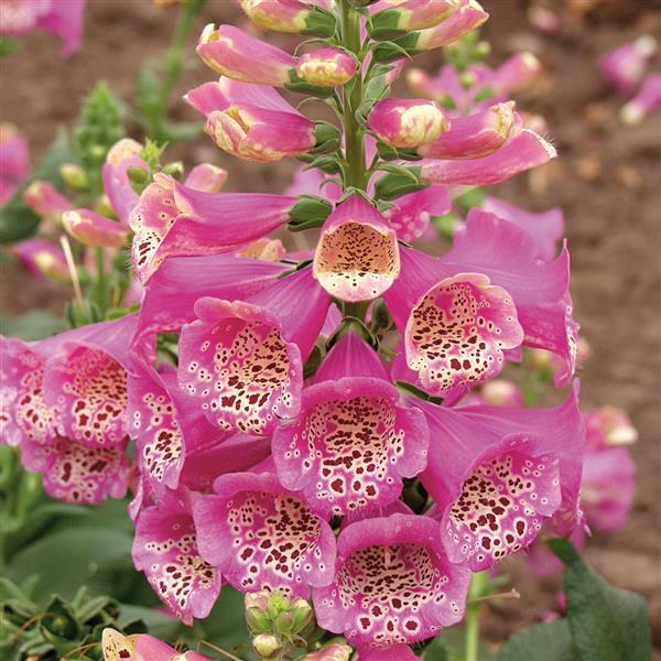 Digitalis purpurea CAMELOT ROSE FOXGLOVE – Ferri Seeds