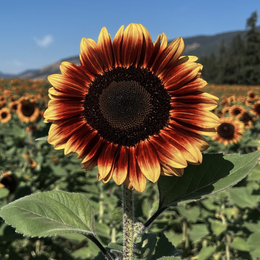 Helianthus SUNFLOWER 'RUBY ECLIPSE' – Ferri Seeds