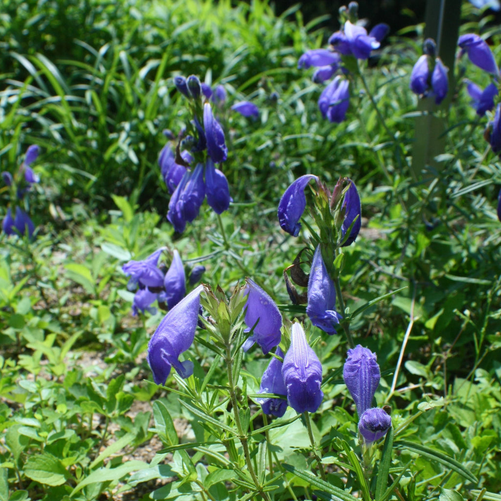 Dracocephalum argunense DRAGONHEAD – Ferri Seeds